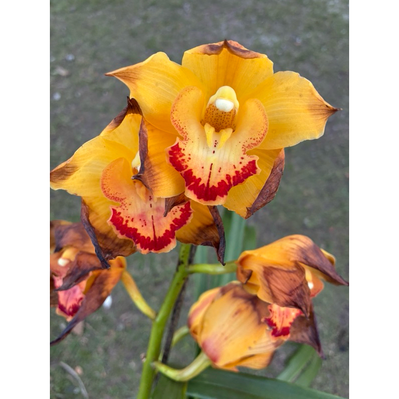 cymbidium flor amarela escura | Shopee Brasil