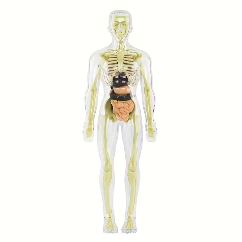 Boneco Corpo Humano Anatomia Órgãos Internos 28cm altura | Shopee Brasil