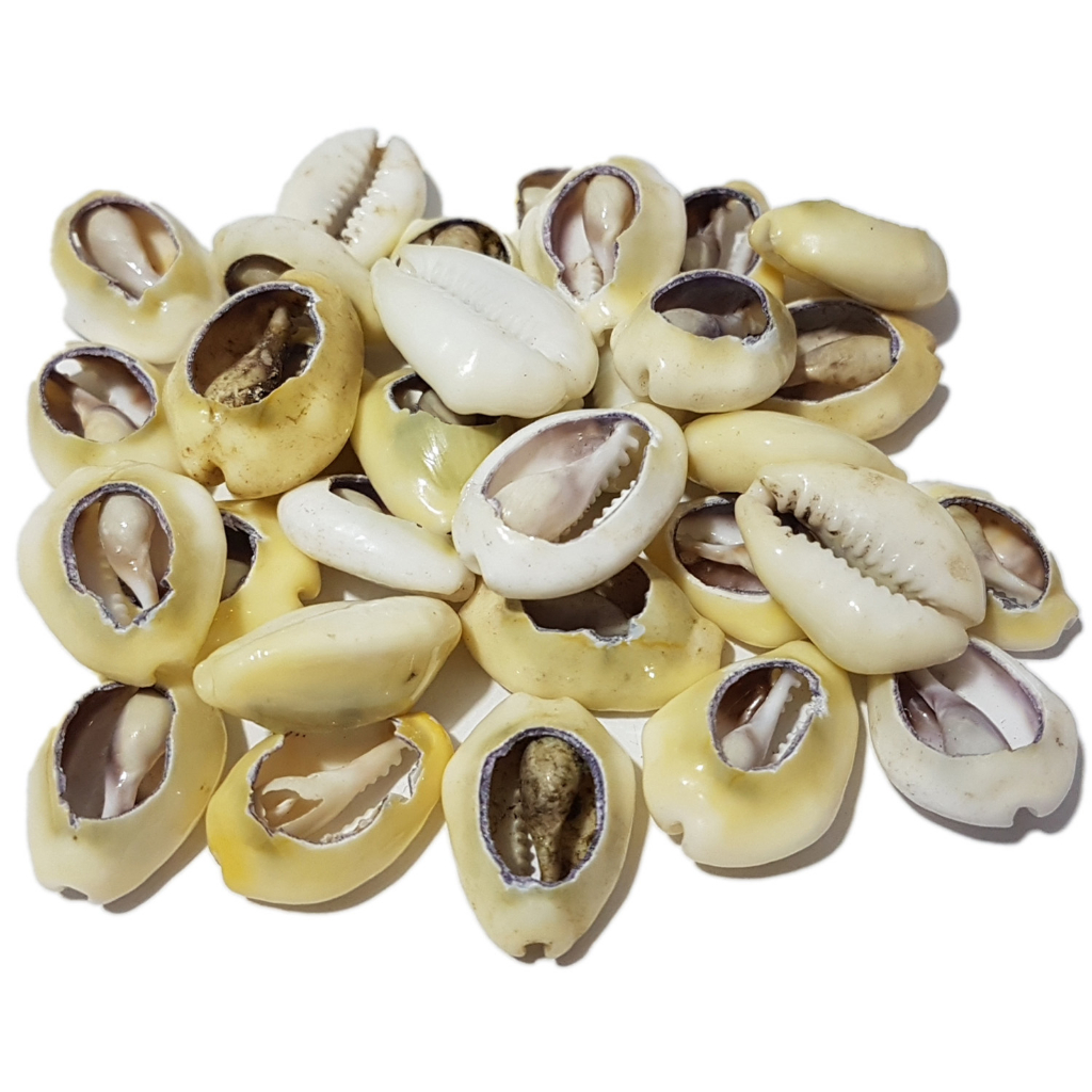 Búzios Natural Aberto - Umbanda / Candomblé / Artesanato | Shopee Brasil