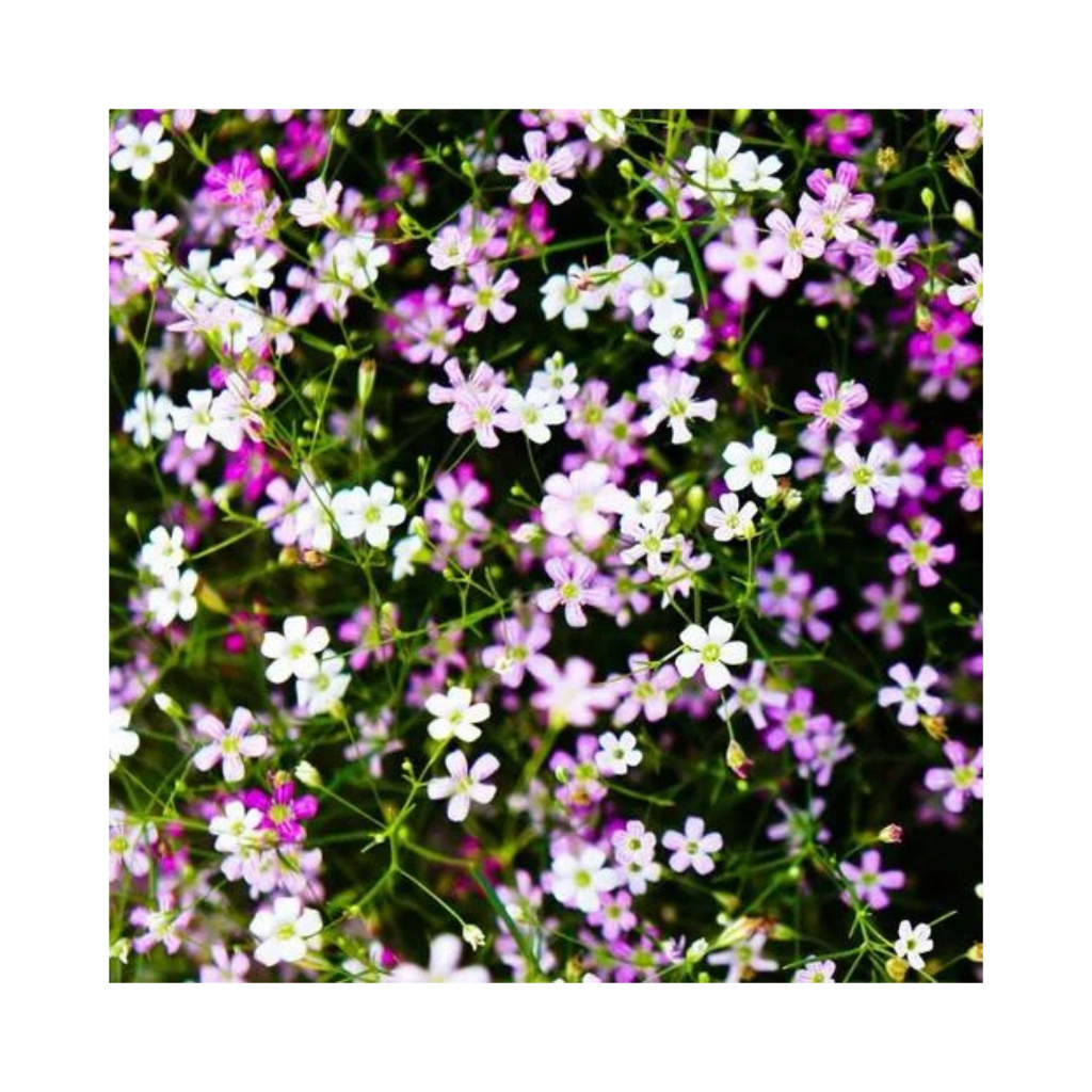 450 Sementes de Flor Gypsophila Mosquitinho Sortido - Flor Mosquitinho ...