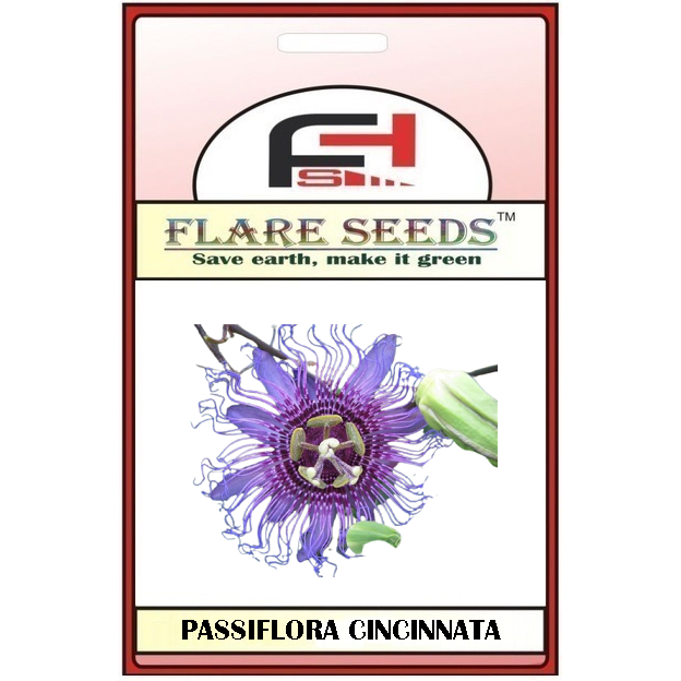 5 sementes de Maracujá da Caatinga do mato (Passiflora cincinnata ...