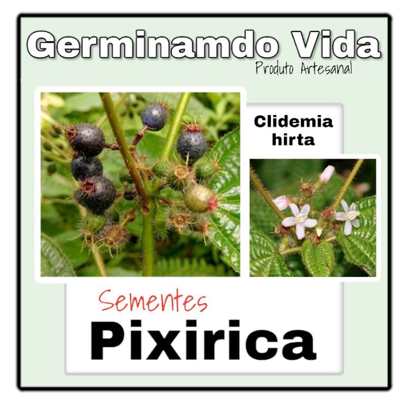 Sementes Pixirica Para Plantio - Clidemia Hirta - Blueberry Brasileiro ...