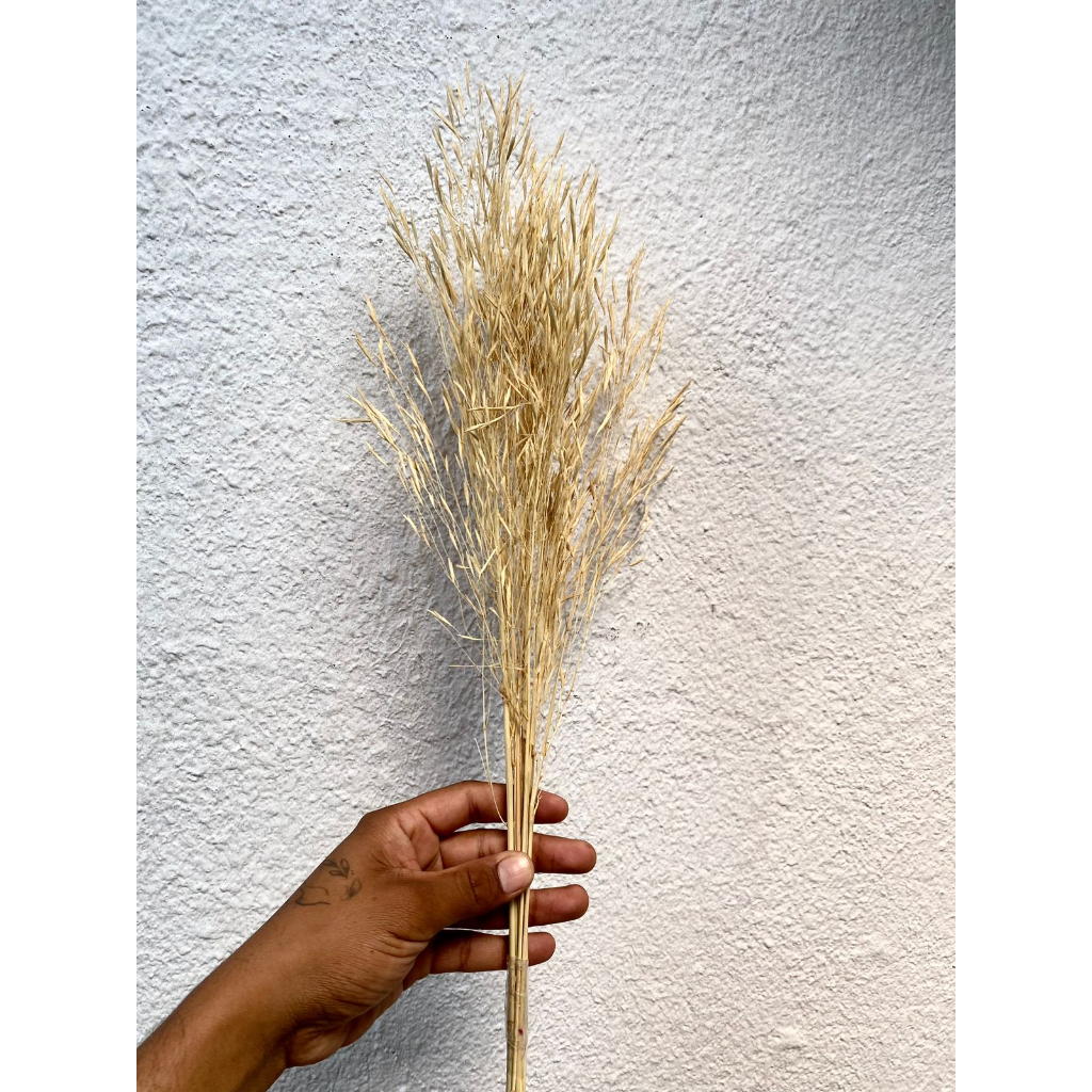 Capim desidratado André Guicé Alvejado (7 hastes) | Shopee Brasil