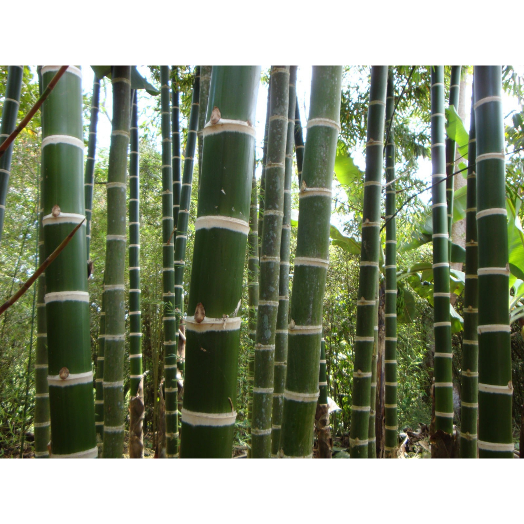 100 sements bambu guadua com manual de cultivo | Shopee Brasil