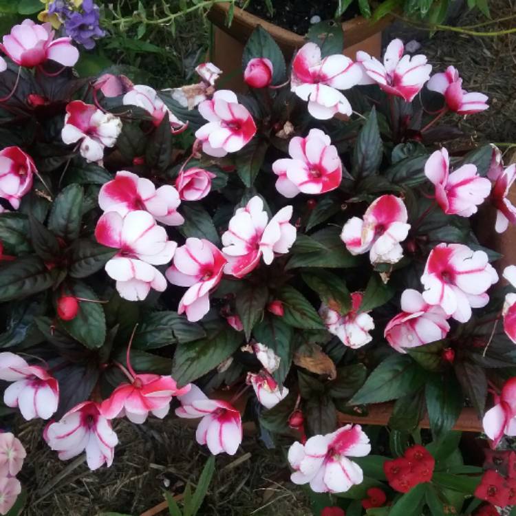 100 sements flor beijo pintado com manual de cultivo | Shopee Brasil