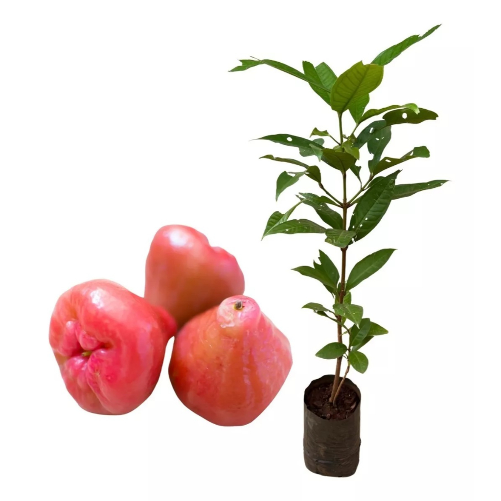 Muda de Jambo Rosa (Syzygium samarangense) | Shopee Brasil
