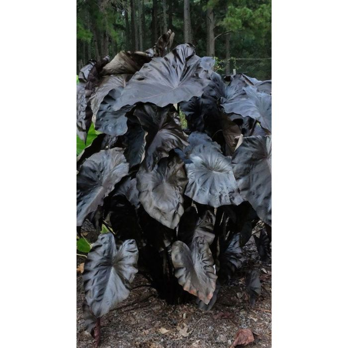 100 sements caladio black wakanda com manual de cultivo | Shopee Brasil