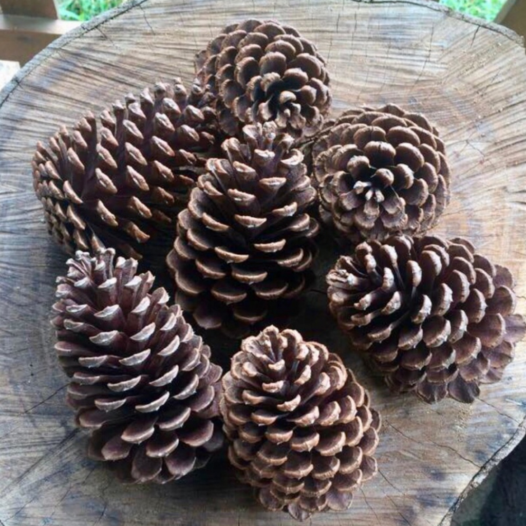 Kit 10 Pinhas Naturais Direto Do Sitio Natal Artesanato | Shopee Brasil Kit 10 Pinhas Naturais Direto Do Sitio Natal Artesanato | Shopee Brasil