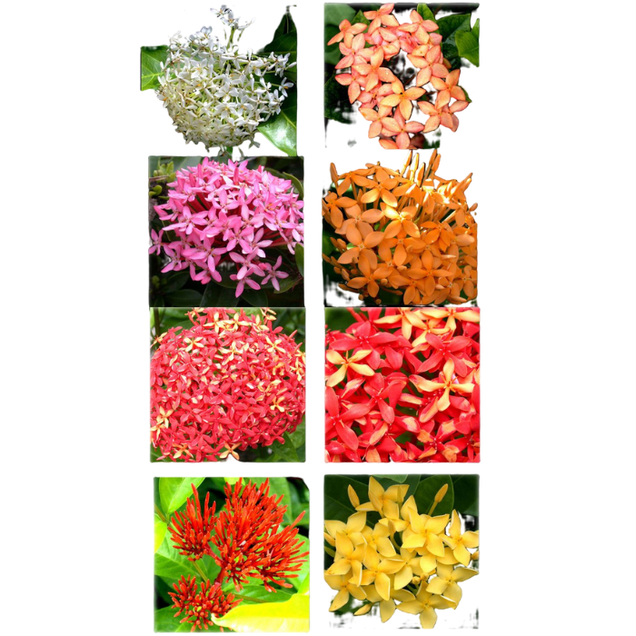 100 sements mini ixora sortidas mix de especies com manual de cultivo ...