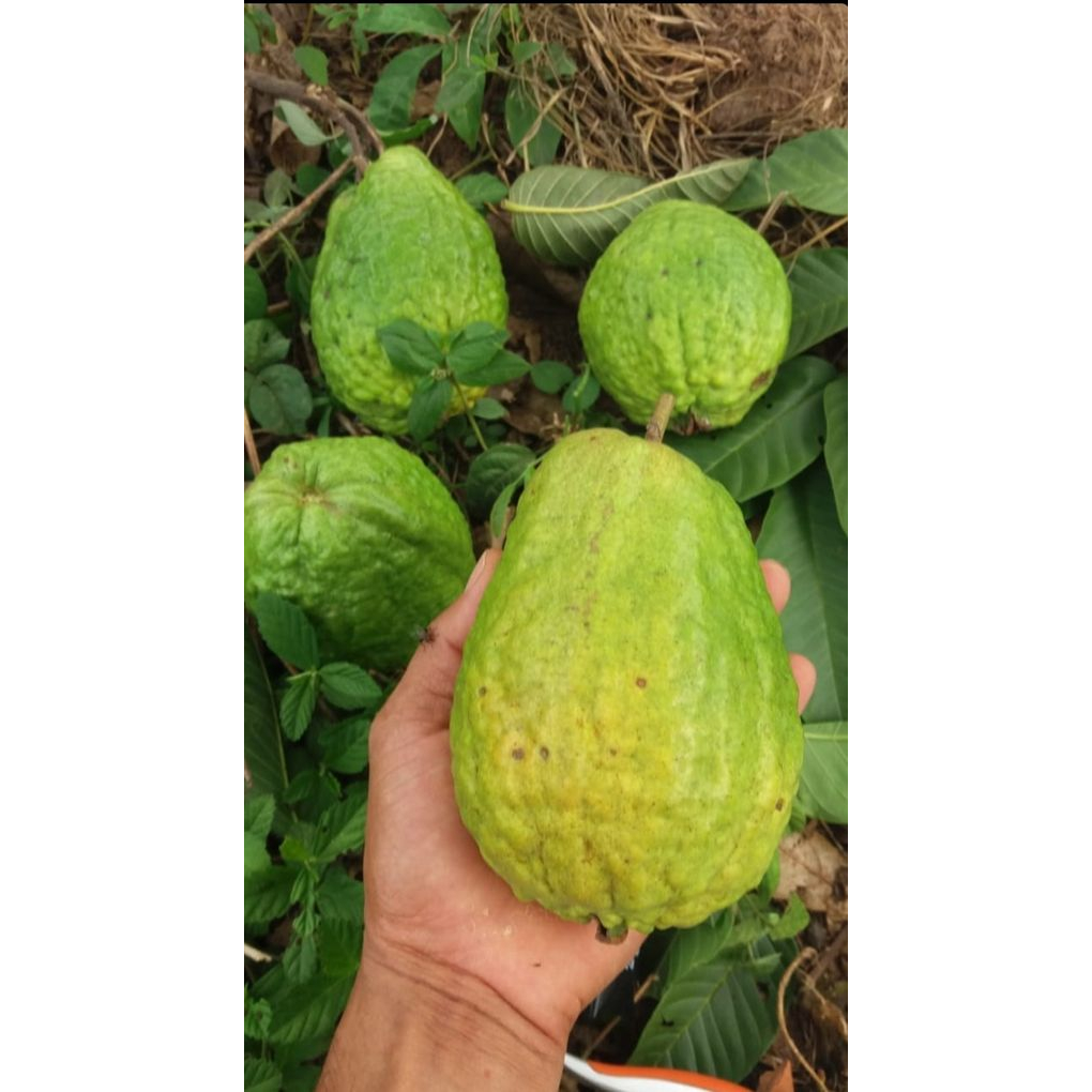 100 sements goiaba pera gigante com manual de cultivo | Shopee Brasil