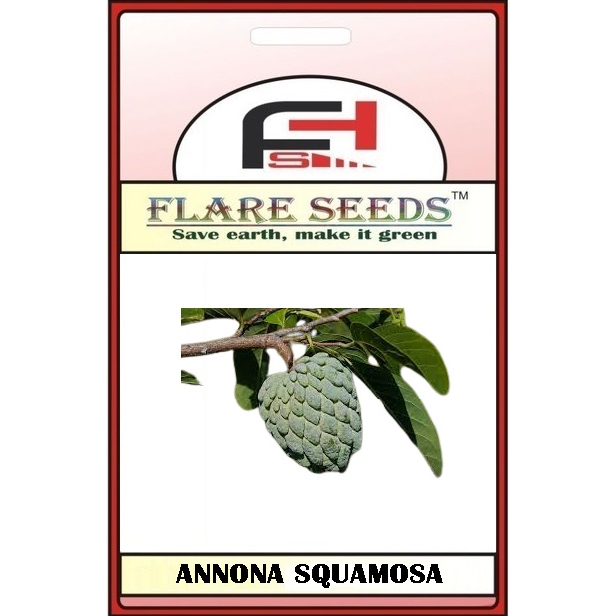 10 Sementes Da Deliciosa Fruta De Conde ou Pinha (Annona squamosa ...