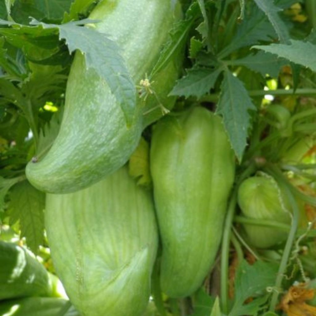 15 Sementes organicas de maxixe Oco , Chuchu de vento, maxixe do reino ...