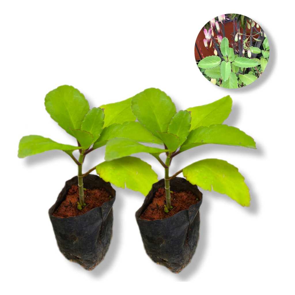 kit 2 mudas da planta folha santa saiao folha da fortuna para saude e ...