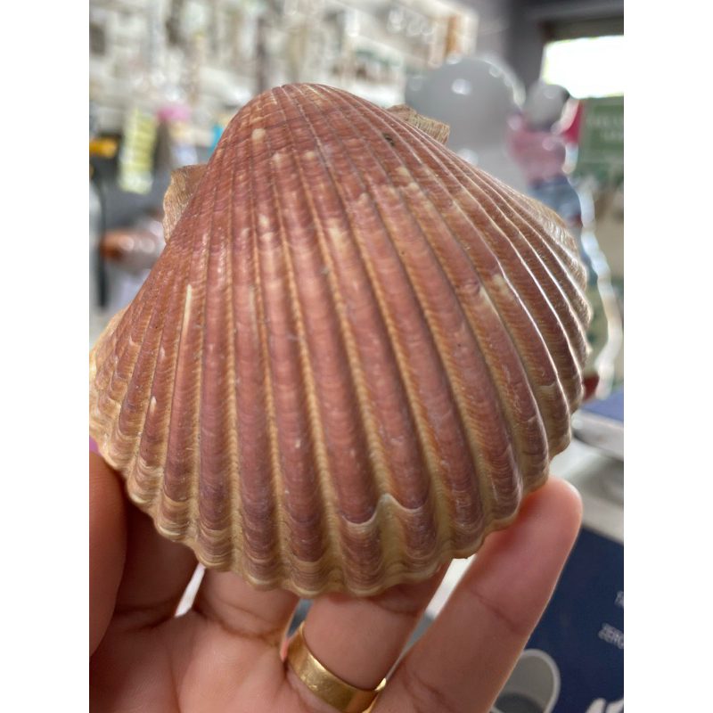concha shell | Shopee Brasil