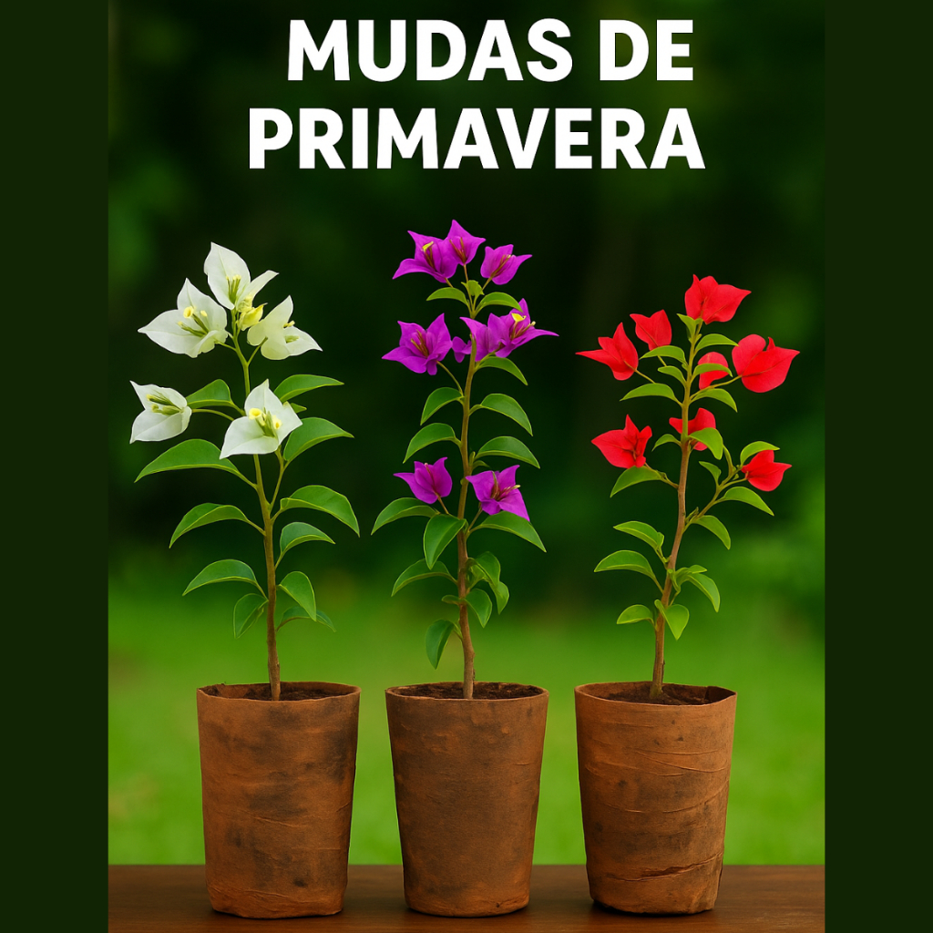 Muda de Primavera Vermelha Roxa Branca Bougainvillea Planta Ornamental ...