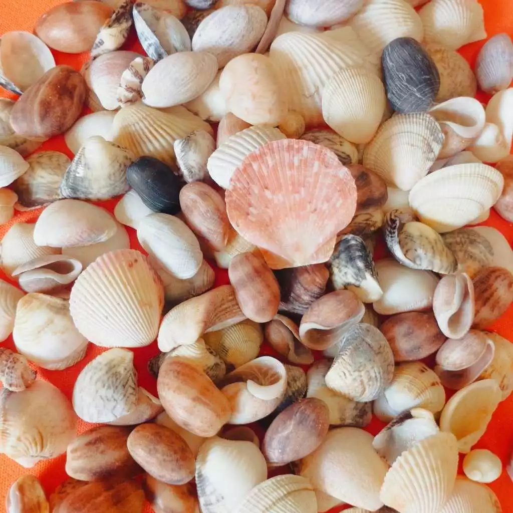 600g - Conchas do mar naturais PEQUENAS - substrato para aquários ...