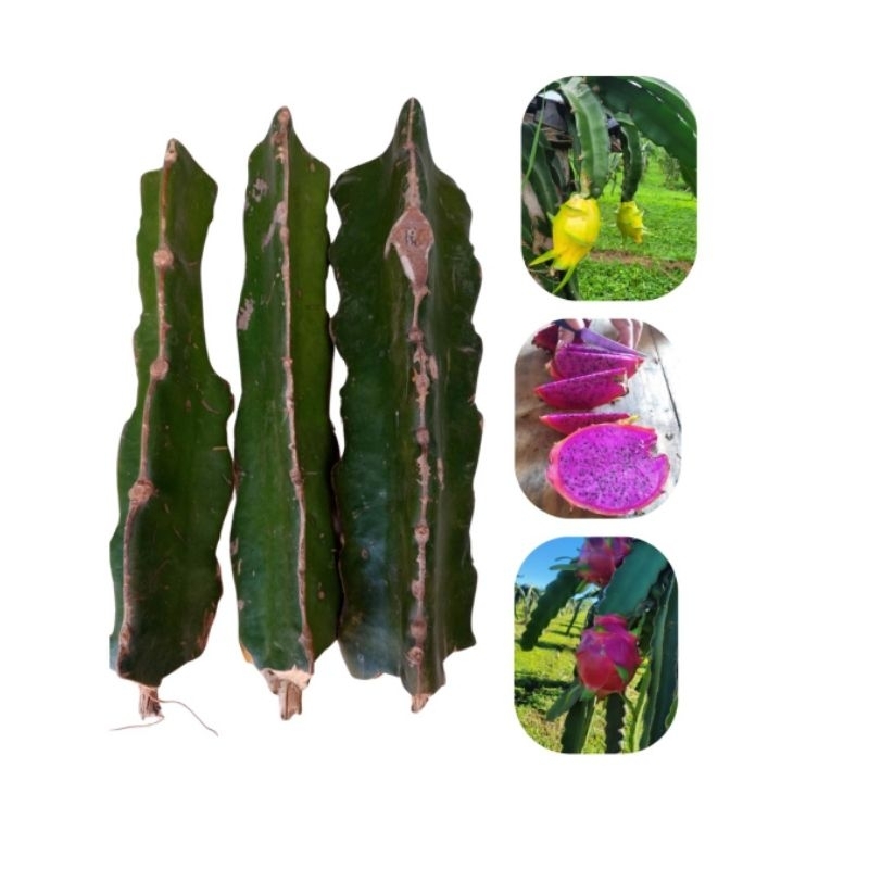 kit de 3 mudas de Pitaya - Roxa, Amarela e Branca | Shopee Brasil