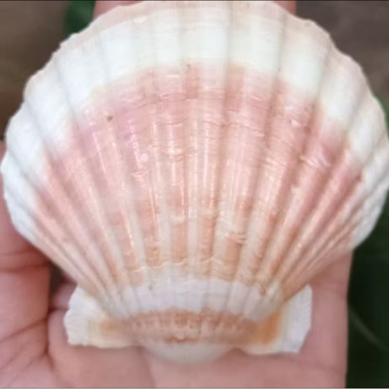 CONCHA TIPO SHELL, CONCHA DO MAR, ARTESANATO, DECORAÇAO. | Shopee Brasil