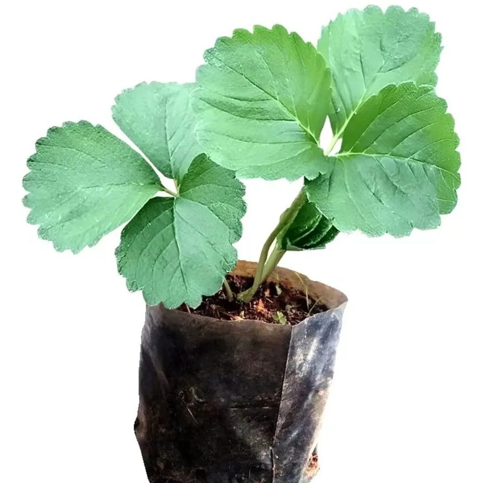 Muda morango prontas para produzir !!! | Shopee Brasil