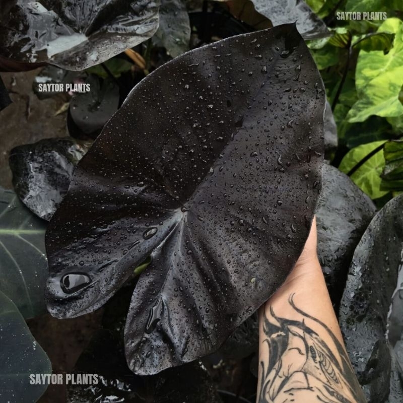 Colocasia Kona Coffee - Saytor Plants | Shopee Brasil