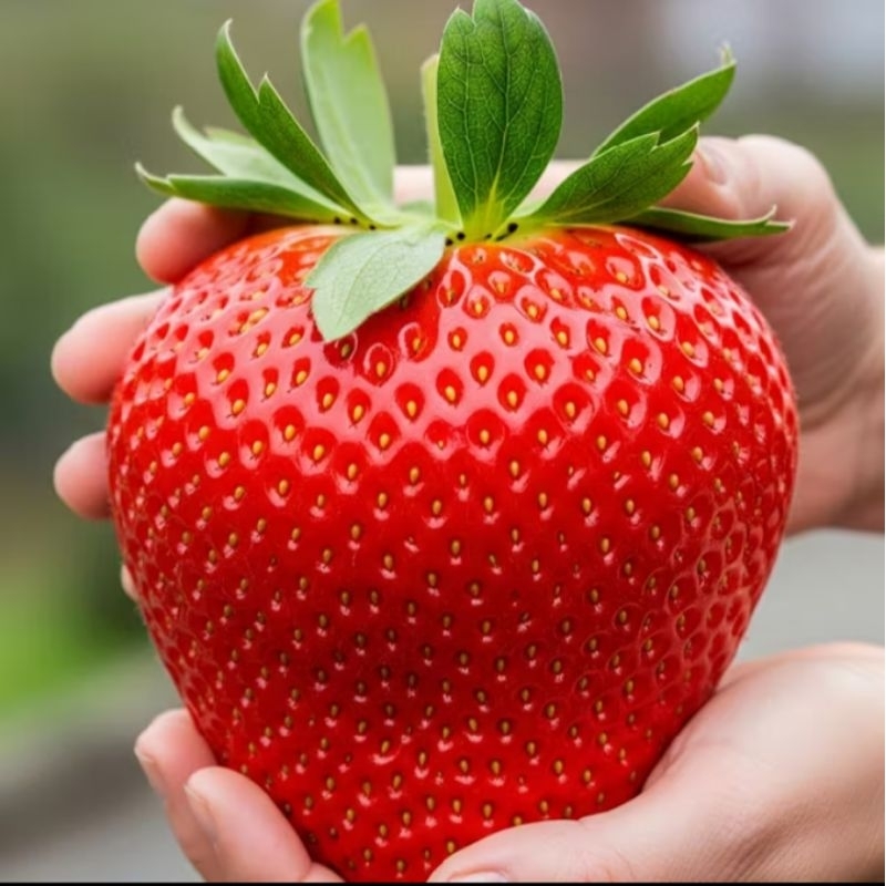 Sementes de Morango do amor Gigante Docinho 100 unidades | Shopee Brasil