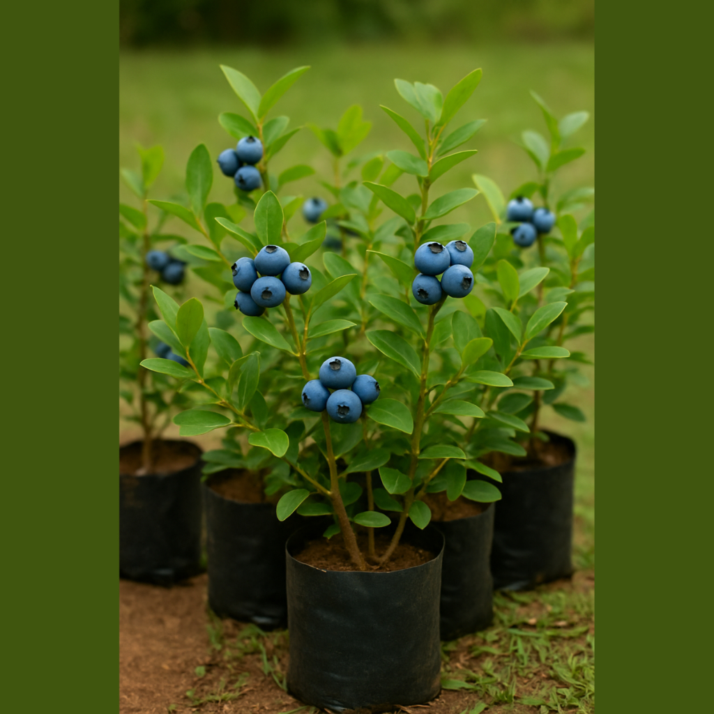 Muda De Blueberry Mirtilo Fruta Planta Frutifera Variedade Emerald ...