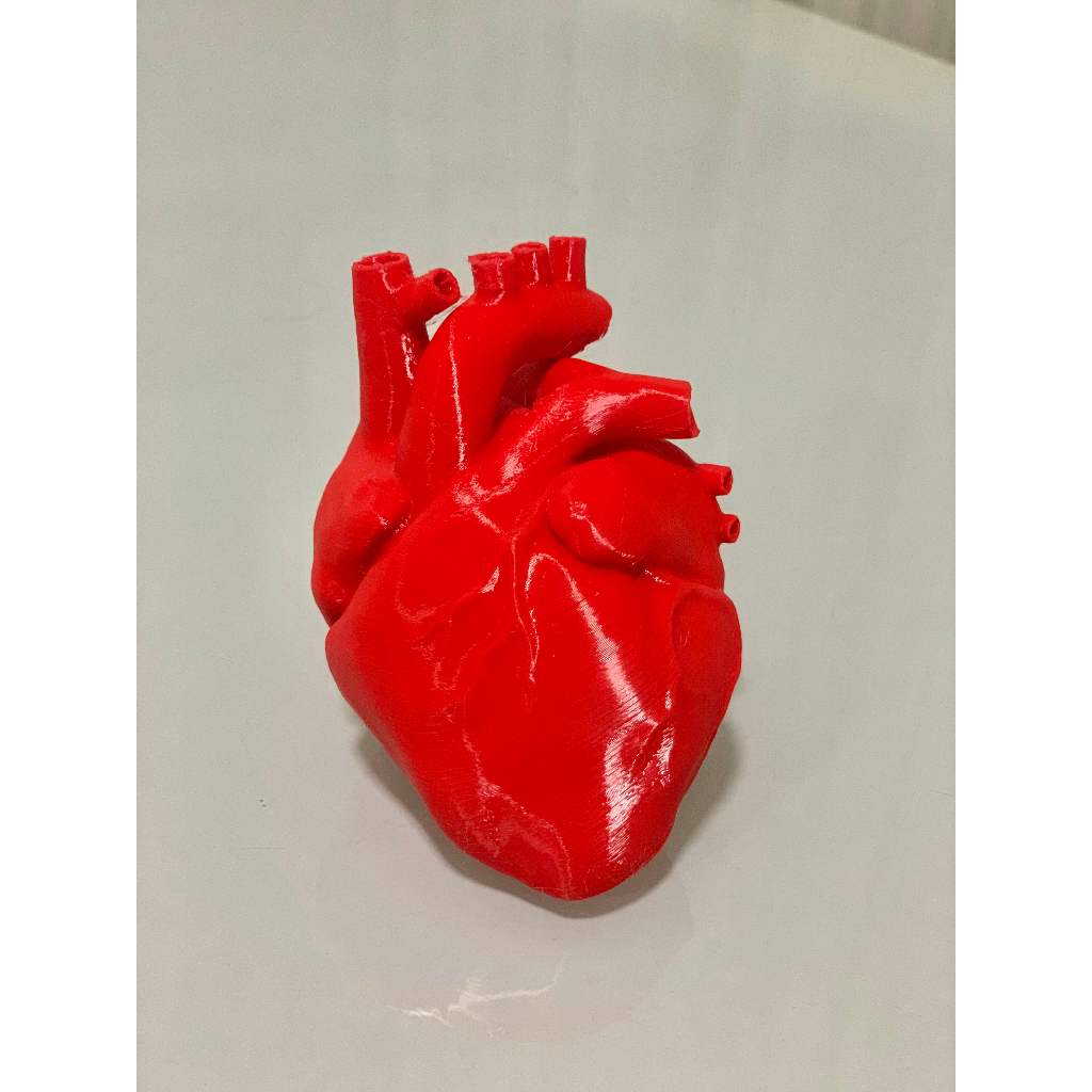 Coração 3D Anatomico Realista – Modelo Colecionável e Decorativo ...