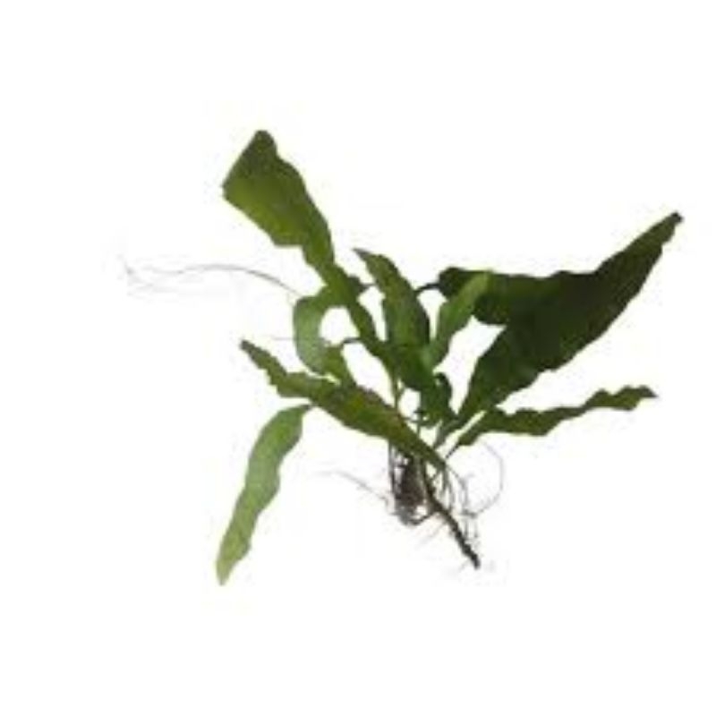 Microsorum pteropus (Samambaia-de-Java) 1 muda Low tech | Shopee Brasil