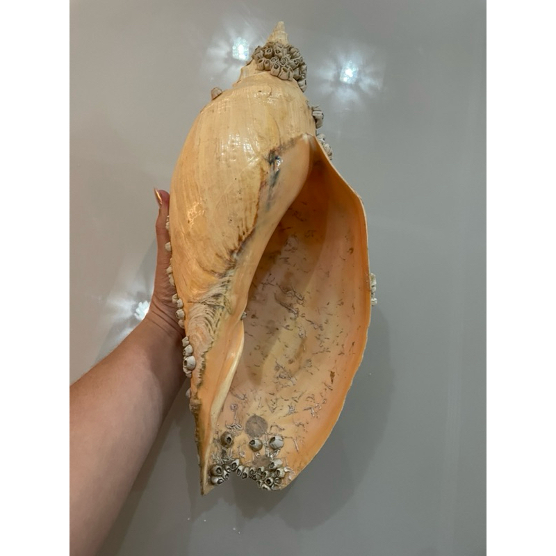 Concha natural caramujo caracol | Shopee Brasil