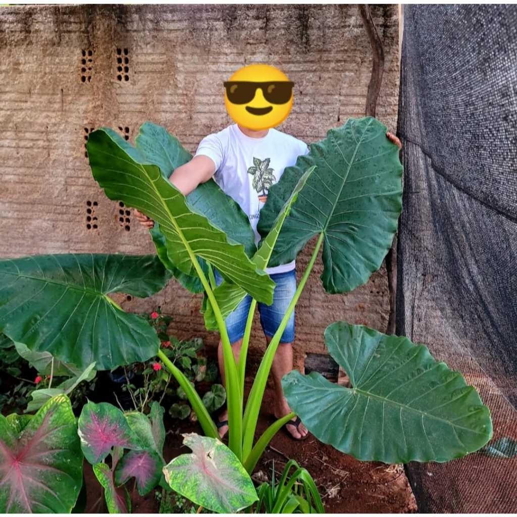 bulbo de orelha de elefante gigante . | Shopee Brasil