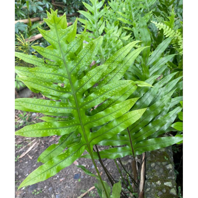Muda samambaia jamaica | Shopee Brasil