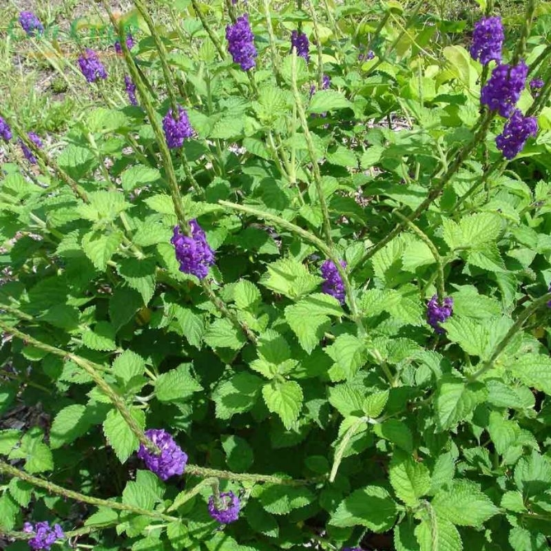 Muda de GERVÃO pronta /. Stachytarpheta cayennensis tamanho até 15 cm R ...