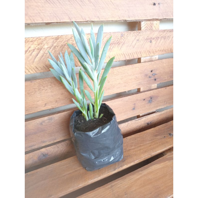 Senecio azul | Shopee Brasil