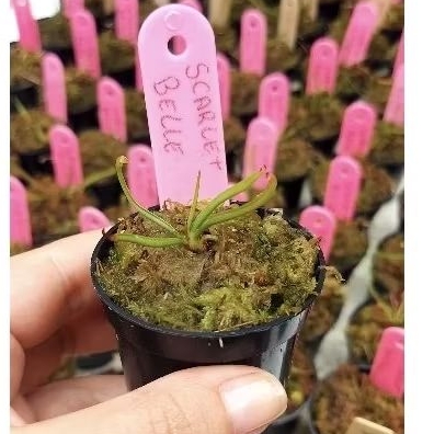 Planta Carnívora Sarracenia | Shopee Brasil