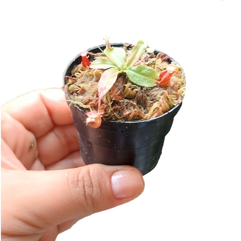 planta carnívora Nepenthes vermelha | Shopee Brasil