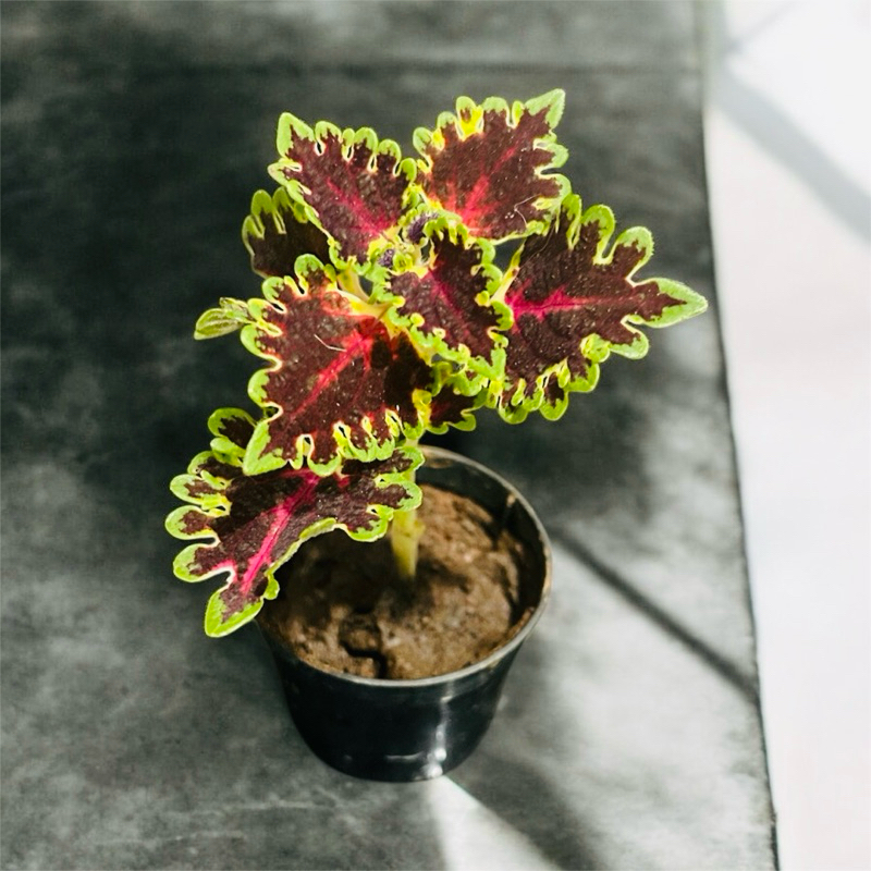Mudas Baby de mini Coleus ornamentais roxa e verde | Shopee Brasil