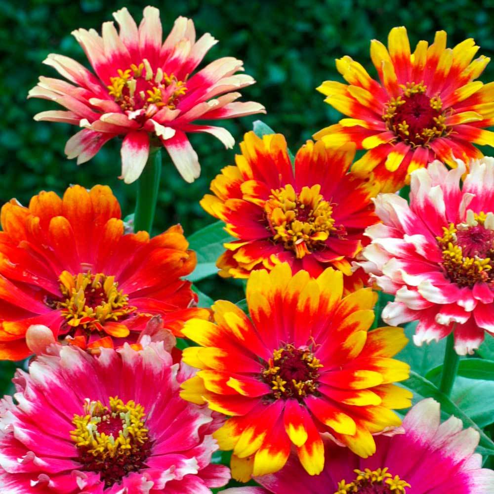 Sementes Zinia Confete | Shopee Brasil