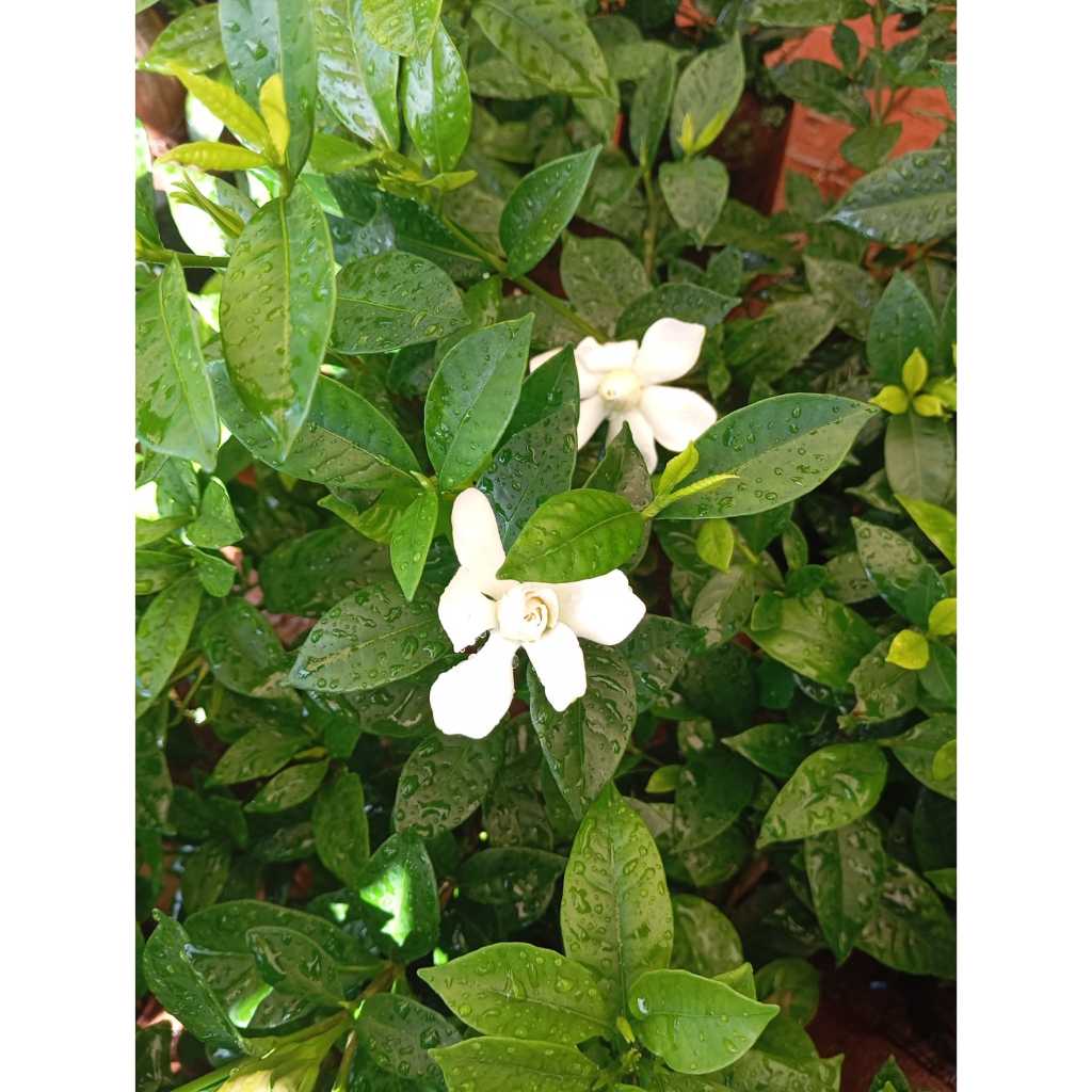 Muda de Jasmim do Cabo - Gardenia jasminoides | Shopee Brasil