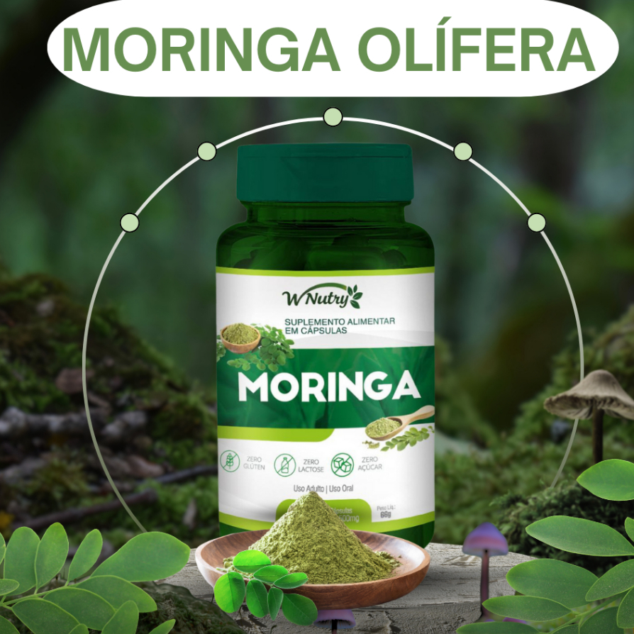 Moringa Planta Oleifera| Moringa em pó planta da vida 100% Pura ...
