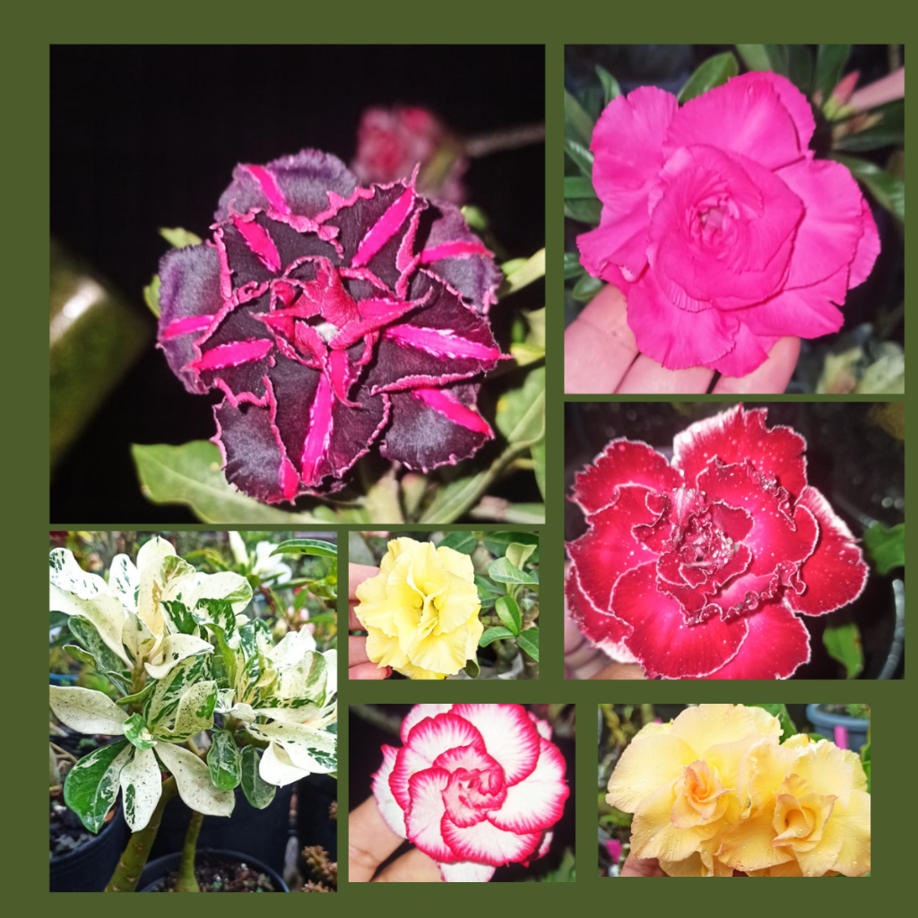Mix 25 + 1-5 Brinde Sementes de Rosas do Deserto Multiplas, Triplas e ...
