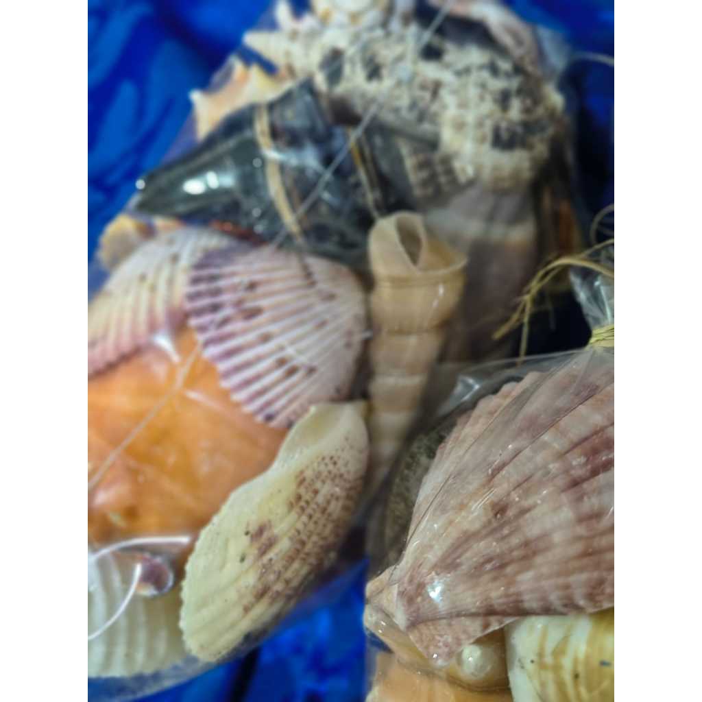 Kit Mix de Conchas do Mar Naturais artesanato pacote | Shopee Brasil