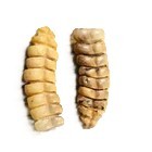 Artigo Chocalho natural para rituais espirituais Guizo umbanda ...