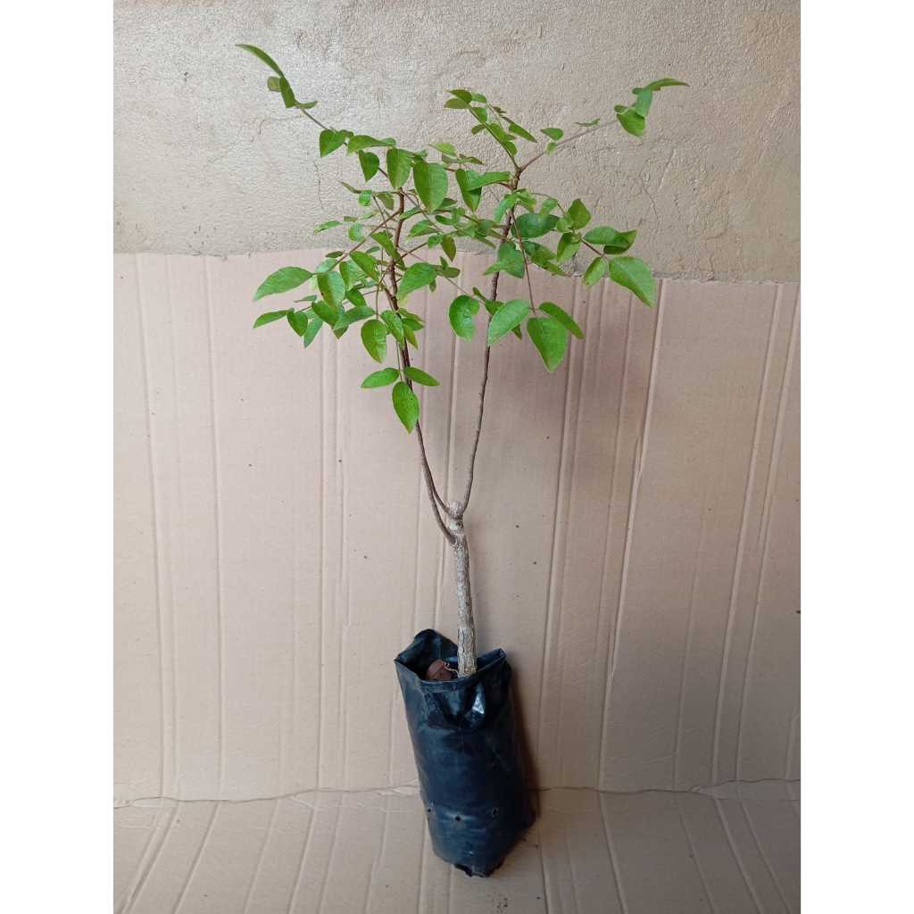 Muda de Umbu (Spondias tuberosa arruda) | Shopee Brasil