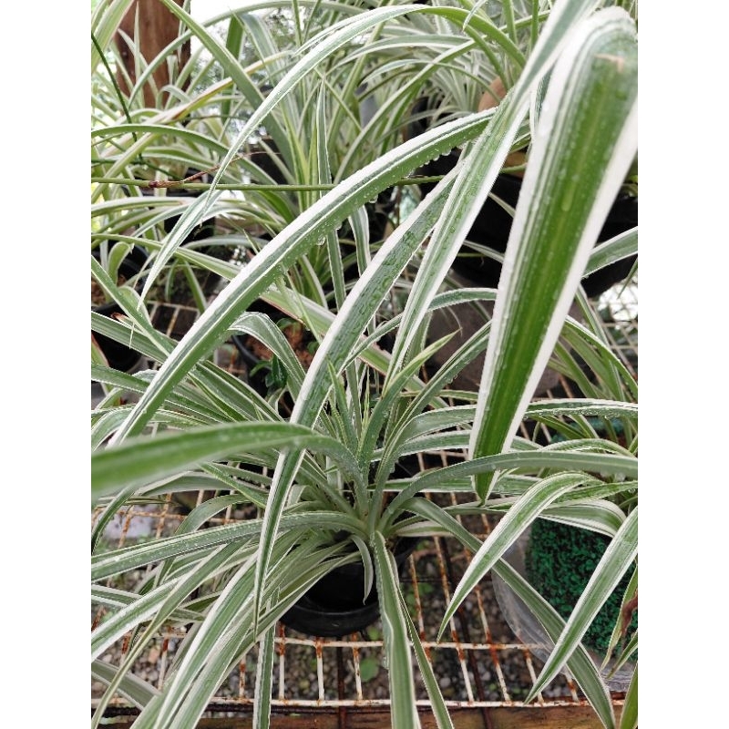 🌿 Clorofito Variegado (Chlorophytum comosum) Planta adulta pote 11 ...