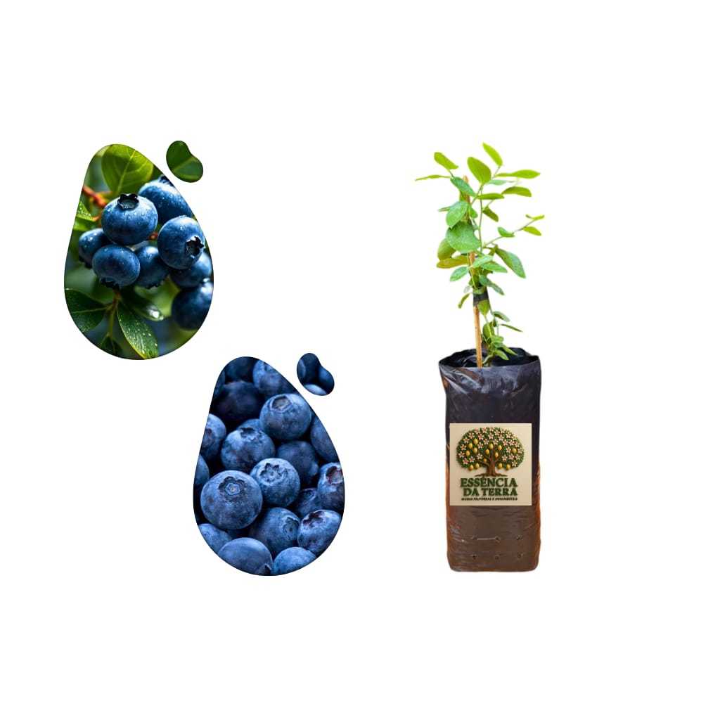 ViveiroPremium Muda Mirtilo Blueberry Frutífera Fácil De Cultivar ...