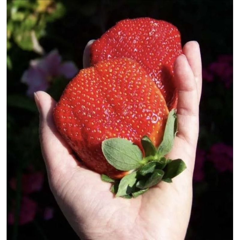 Sementes de Morango Gigante Suíço - Produção Robusta e Frutos Grandes ...