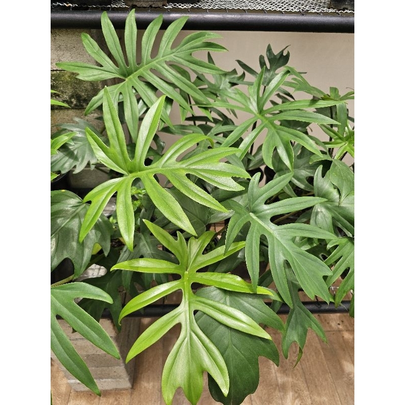 Philodendron Mayoi | Shopee Brasil