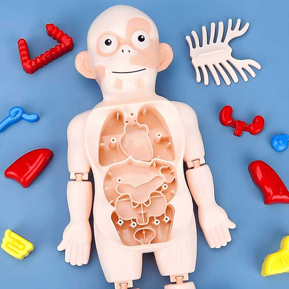 Boneco Corpo Humano 24cm 17 Peças Kit Medico Model Brinquedo Aprende ...
