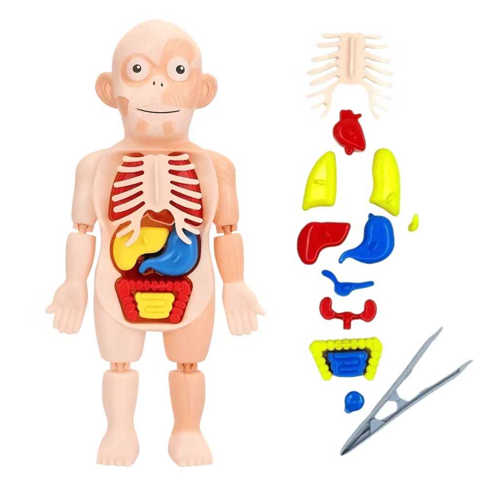 Brinquedo Kit Medico Boneco Corpo Humano 24cm 17 Peças Model | Shopee ...