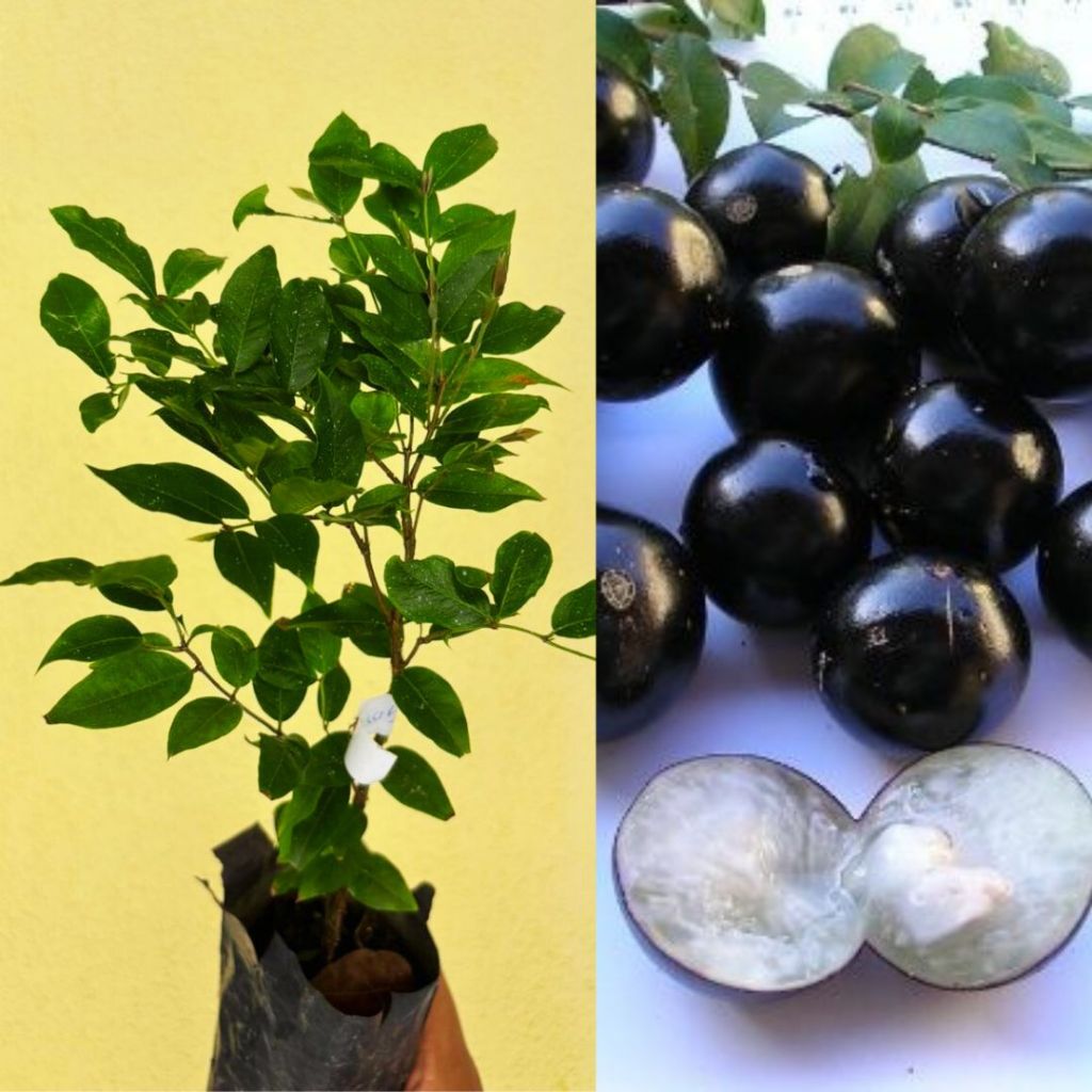 1 Muda de Jabuticaba Híbrida -PRODUZ O ANO TODO- Nativa | Shopee Brasil